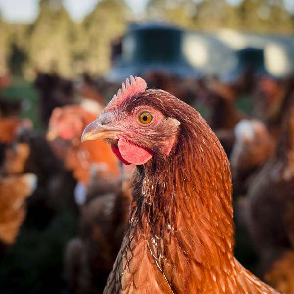 Contact Us - The Chicken Lady